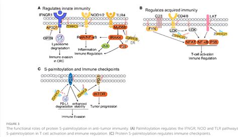 Figure 3 From Protein S Palmitoylation Modification Implications In