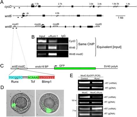 A Schematic Representation Of CyclinD Wnt6 And Wnt8 Exons Are