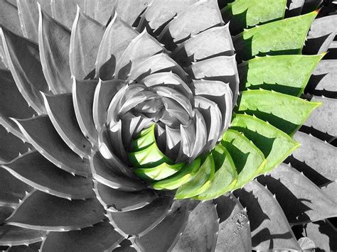 The Fibonacci Sequence And The Beauty Of Fractals