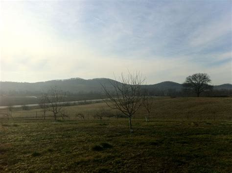 Winter Protection For Fruit Trees Stark Bro S