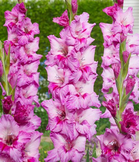 Xperience Gladiolus Flower Bulbs Nagel Gladiolus Bulbs
