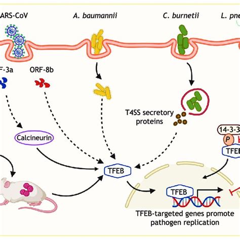 Exploitation Of Tfeb Function By Intracellular Pathogens Several
