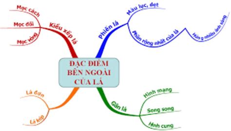 vẽ sơ đồ tư duy bài tổng kết về cây có hoa Cần gấp