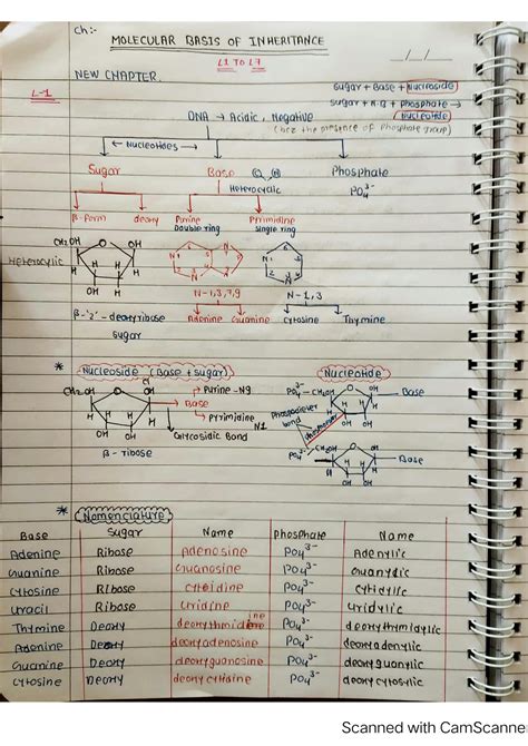 SOLUTION Molecular Basis Of Inheritance Notes Studypool