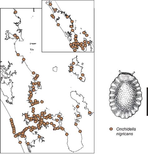 Intertidal And Shallow Subtidal Down To 2 M Distribution Records