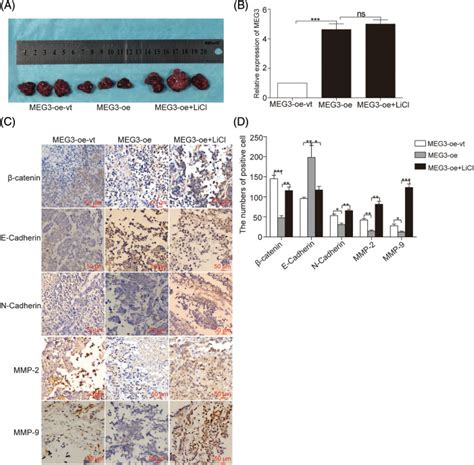 Gnas Mutations Suppress Cell Invasion By Activating Meg3 In Growth