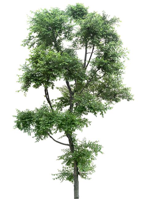 Tubes Arbres Arbustes Feuillages Trees Arbres Photoshop Arbre Png Et Arbuste