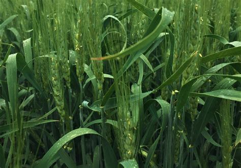 Wheat Fungicide Timing Critical Farmtario