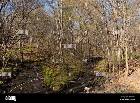 Hidden Mansion Tucked Into The Woods Partially Hidden From View Real Estate And Home Ownership