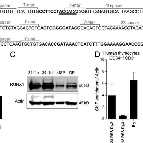 TCR Configuration In Humans And Mice And The Order Of Human Thymic Download Scientific Diagram