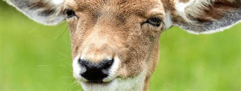 Theres Comprehensible Input And Then Therescomprehensible Input