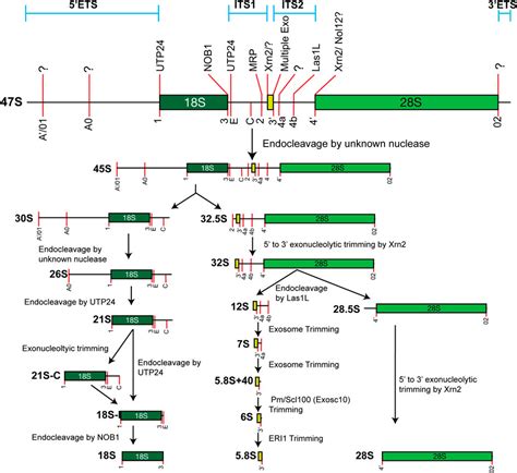 Frontiers Roles Of Ribosomal RNA In Health And Disease