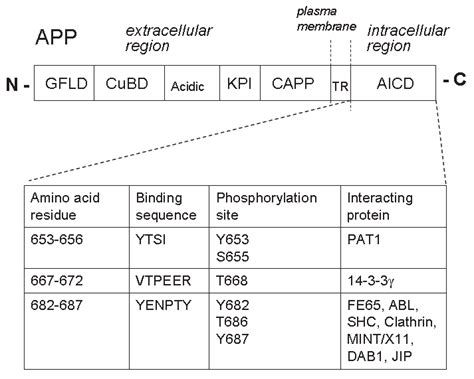 App Domain Structure Drawn Not To Scale The Extracellular Part Of