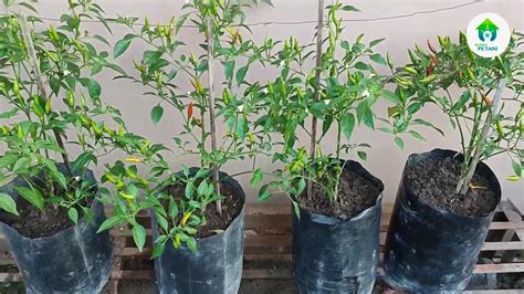 Panduan Lengkap Cara Menanam Cabe Dari Biji Panduan Lengkap Cara