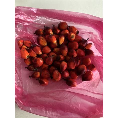 Buah Kelapa Sawit Lerai Shopee Malaysia