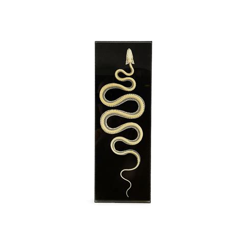 At Auction A Python Skeleton In Display Case