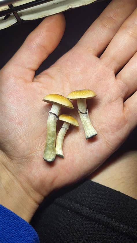 Psilocybe Cubensis Are Beautiful Mushrooms [actives] R Mushroomgrowers