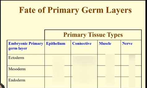 Diagram Of Fate Of Primary Germ Layers Quizlet