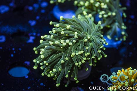 Torch Coral 101 Care Appearance And Types Feeding More 53 Off