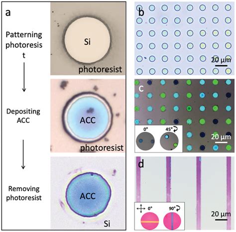 Creation Of Single Crystal Calcite Arrays A A Silicon Substrate Was