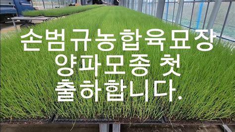 장기저장용양파모종첫출하합니다 241014월경남거창가조장기손범규농합육묘장양파모종 양파모종농합면역플러스조루관주 면역력증가 양파모종물주기 농우바이오케이포스 농우