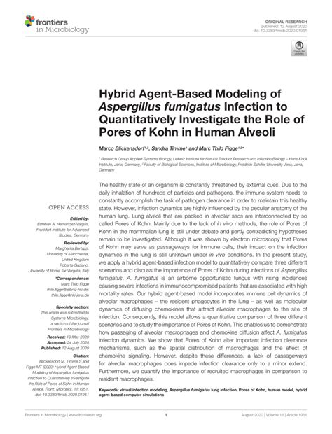Pdf Hybrid Agent Based Modeling Of Aspergillus Fumigatus Infection To Quantitatively