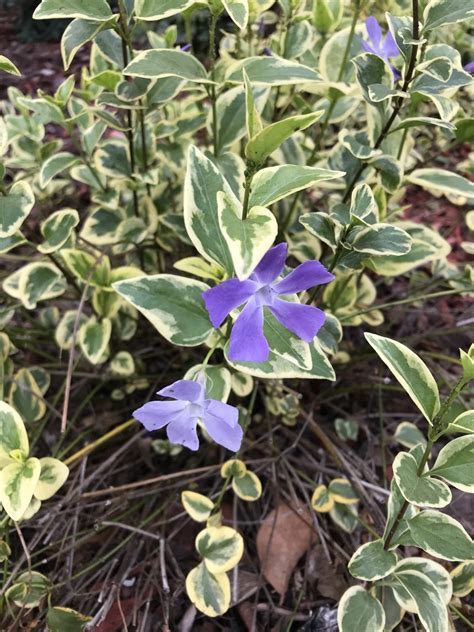 Vinca - PictureThis
