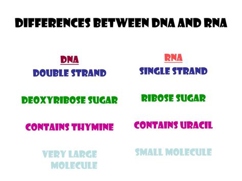 PPT What Is RNA Anyways How Is It Different Than DNA PowerPoint Presentation ID