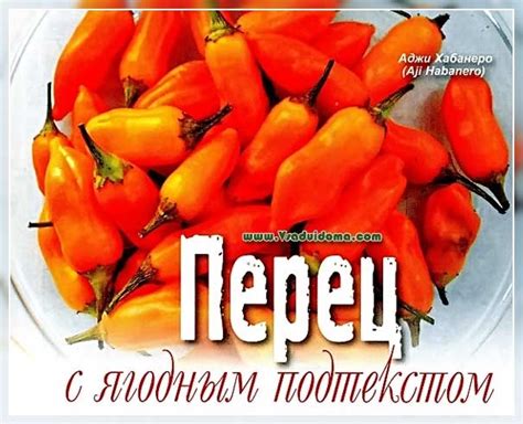 Перец Али Баба Отзывы Фото – Telegraph
