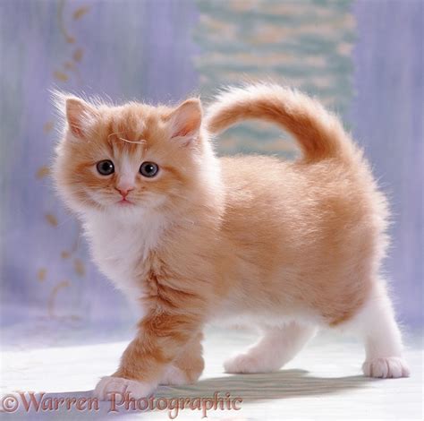 Fluffy Ginger Female Kitten Photo Wp08482