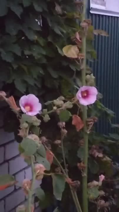 Срећко Брадић On Linkedin Јутро уз светлосну фонтану 🥰