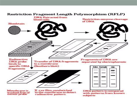 Forensic Significance Of Dna Profiling Forensic Biology Pptx Genetics Science