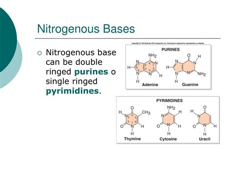 Ppt Dna Biology Powerpoint Presentation Free Download Id5232894