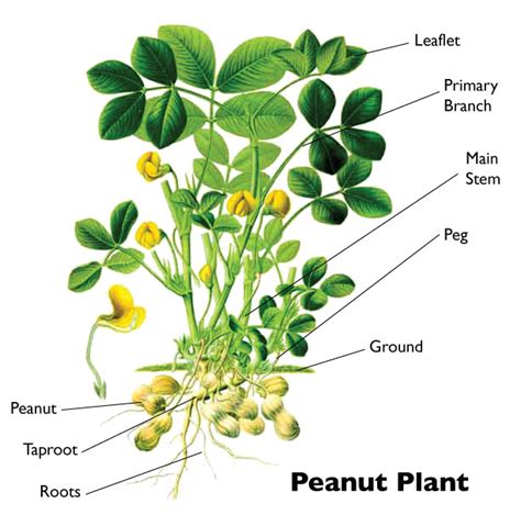 Labeled Diagram Of Peanut Plant At Skye Clarey Blog