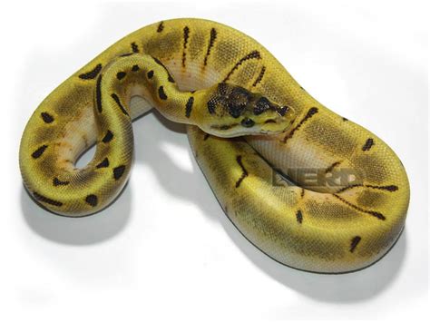 Morph List World Of Ball Pythons