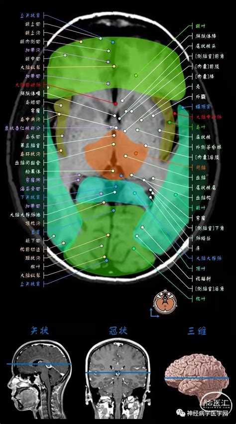 神经影像解剖系列｜颅脑mri超详细三维标注（最新版） 脑医汇