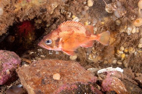 Rose Fish Stock Image C0250964 Science Photo Library