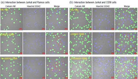Circular Bispecific Aptamer Mediated Cell Cell Interaction