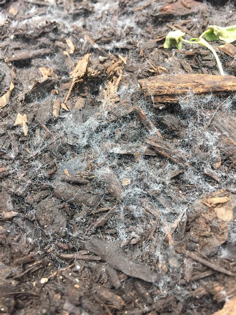 Best U Jzissulinibodeeny Images On Pholder Is This Mycelium Should I Be Worried Or Nah