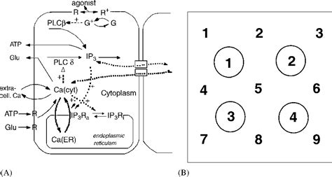 Figure 1 From Modeling Calcium Wave Oscillations In Astrocytes