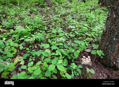Ruffed Grouse Bonasa Umbellus Eggs In Nest At Base Of Tree Troy