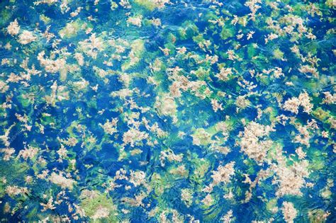 Premium Photo Floating Algae On The Surface Of The Sea