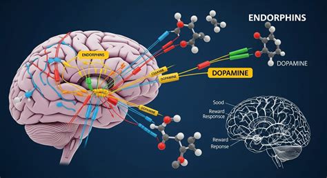 Endorphins Vs Dopamine Key Differences For Mood Regulation