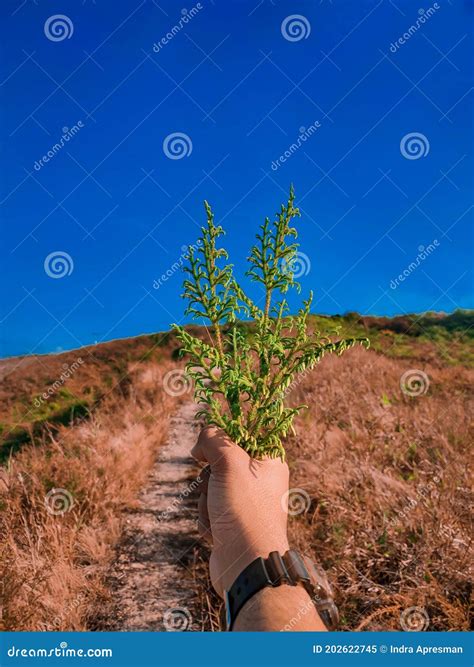 Pine Grass Sky Stock Image Image Of Green Pine Blue 202622745