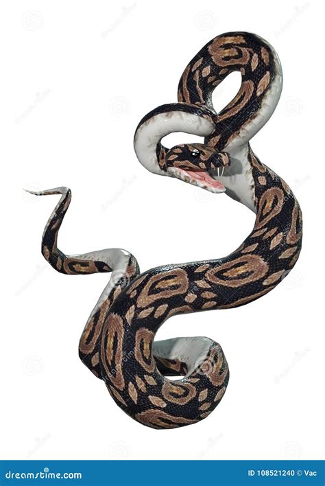D Rendering Ball Python On White Stock Illustration Illustration Of Species Exotic