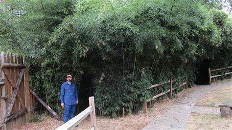 The Canebrake Reckonin