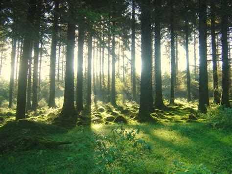 Sunlight Through Trees Nature Tree Places