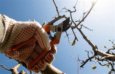21 Tree‑pruning Mistakes That Can Drop A Limb On Your Wallet