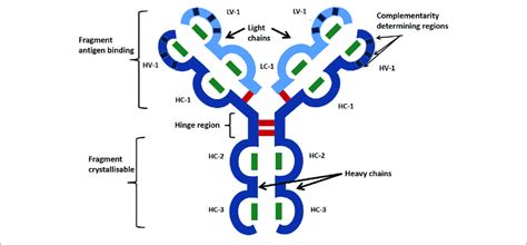 Schematic Of The Igg1 Mab Characteristic Y Shaped Structure Heavy Download Scientific