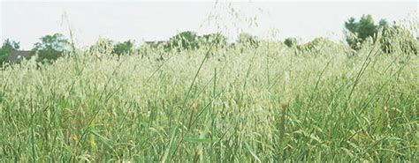 Controlling Wild Oat In Your Wheat Crop Science US